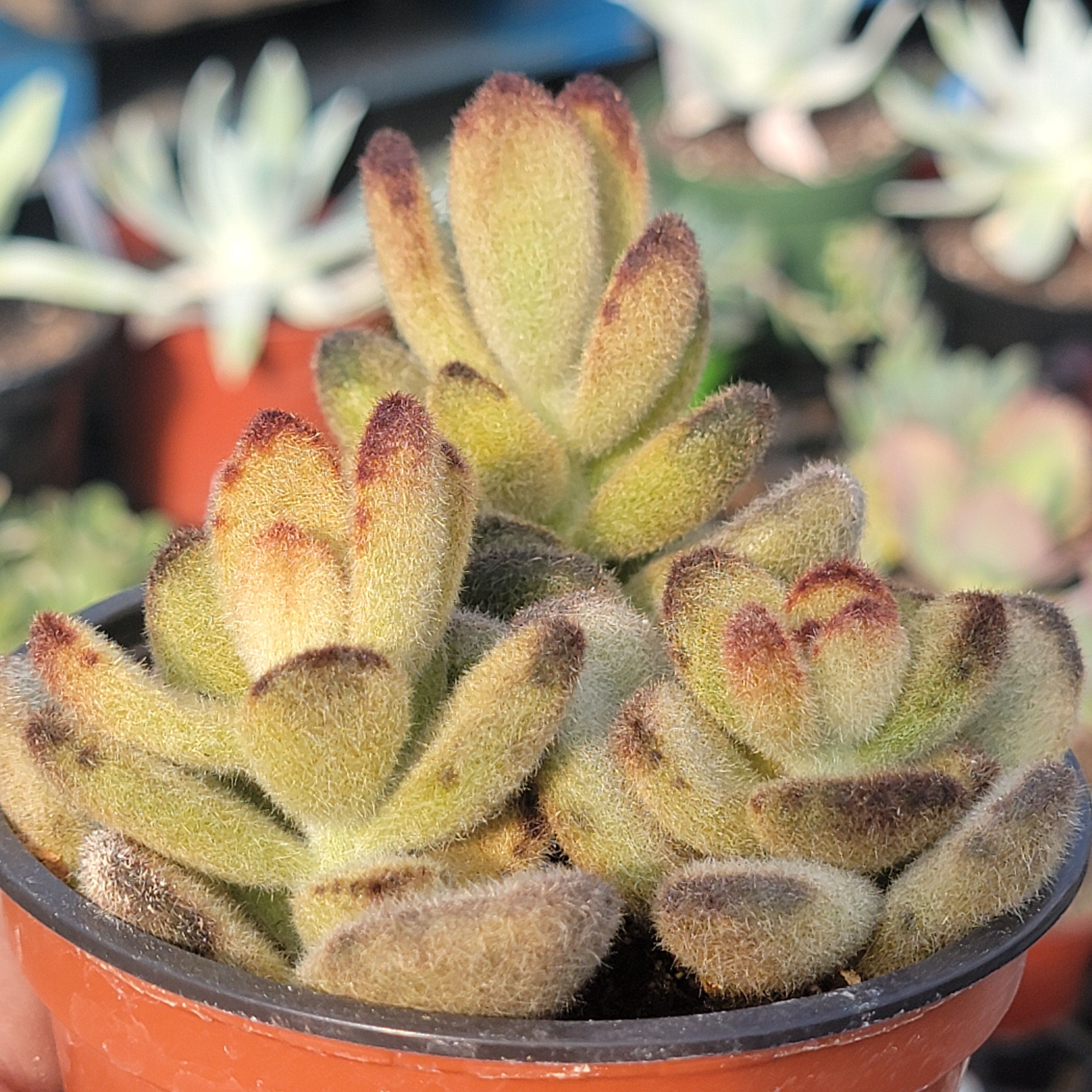 Kalanchoe tomentosa 'Chocolate Soldier' – DesertScapeSucculent