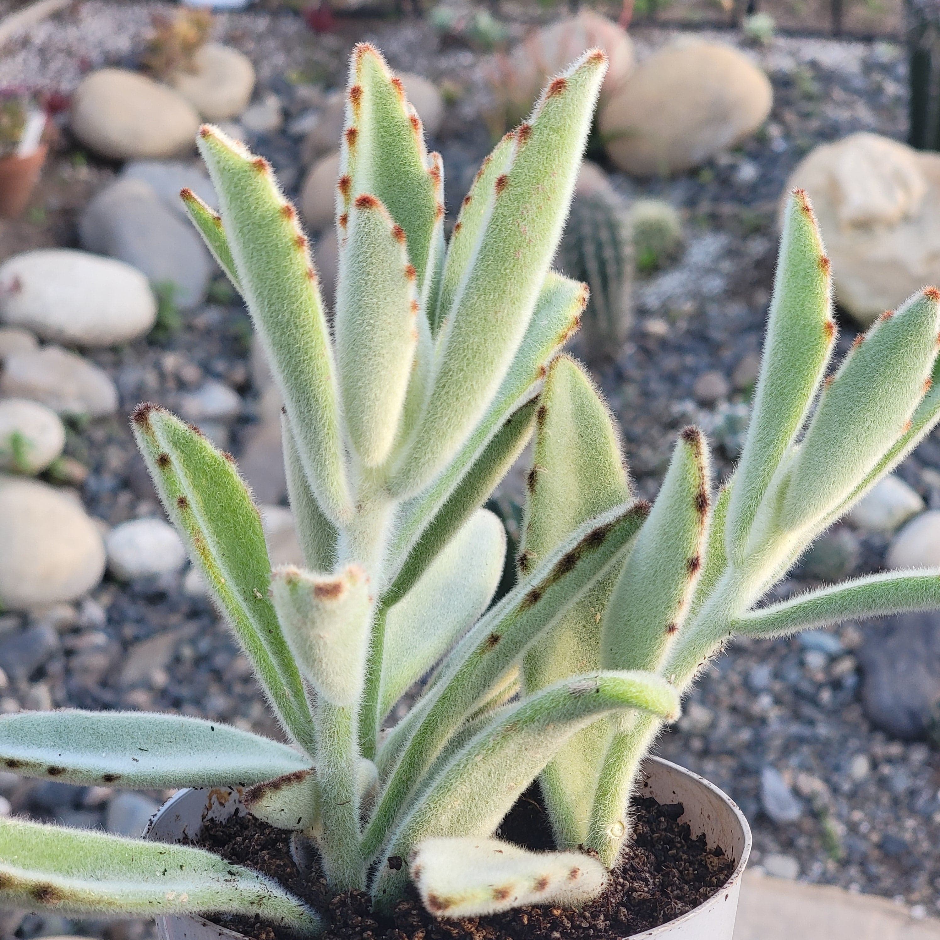 Kalanchoe tomentosa 'Panda Plant' – DesertScapeSucculent