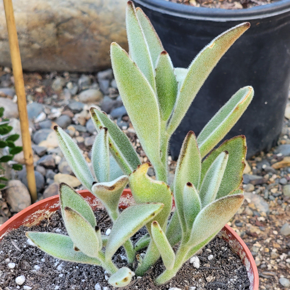 Kalanchoe tomentosa 'Panda Plant' – DesertScapeSucculent