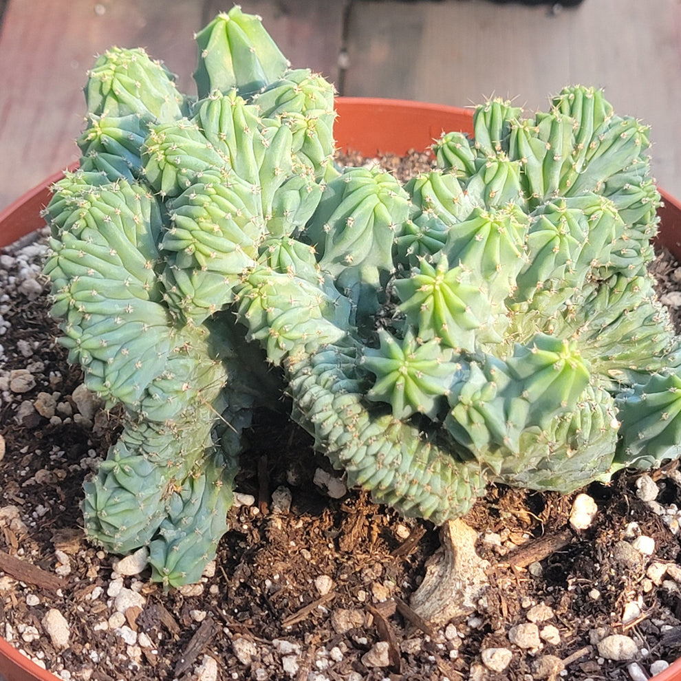 Myrtillocactus geometrizans Crested – DesertScapeSucculent