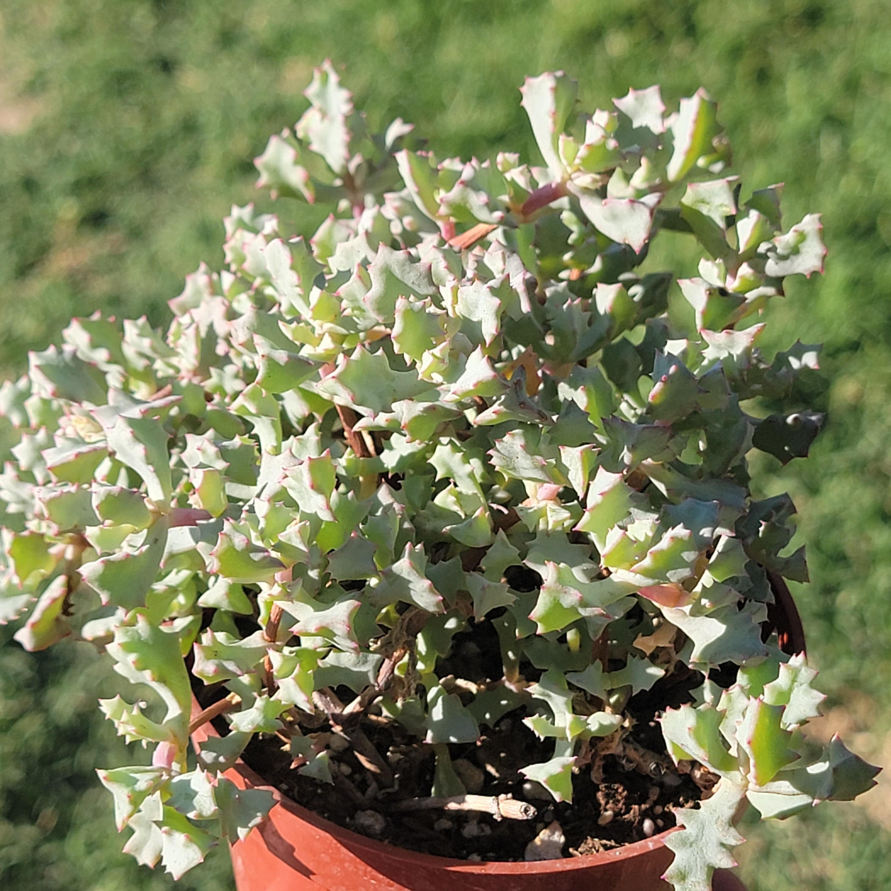 Oscularia deltoides 'Pink Vygie' – DesertScapeSucculent