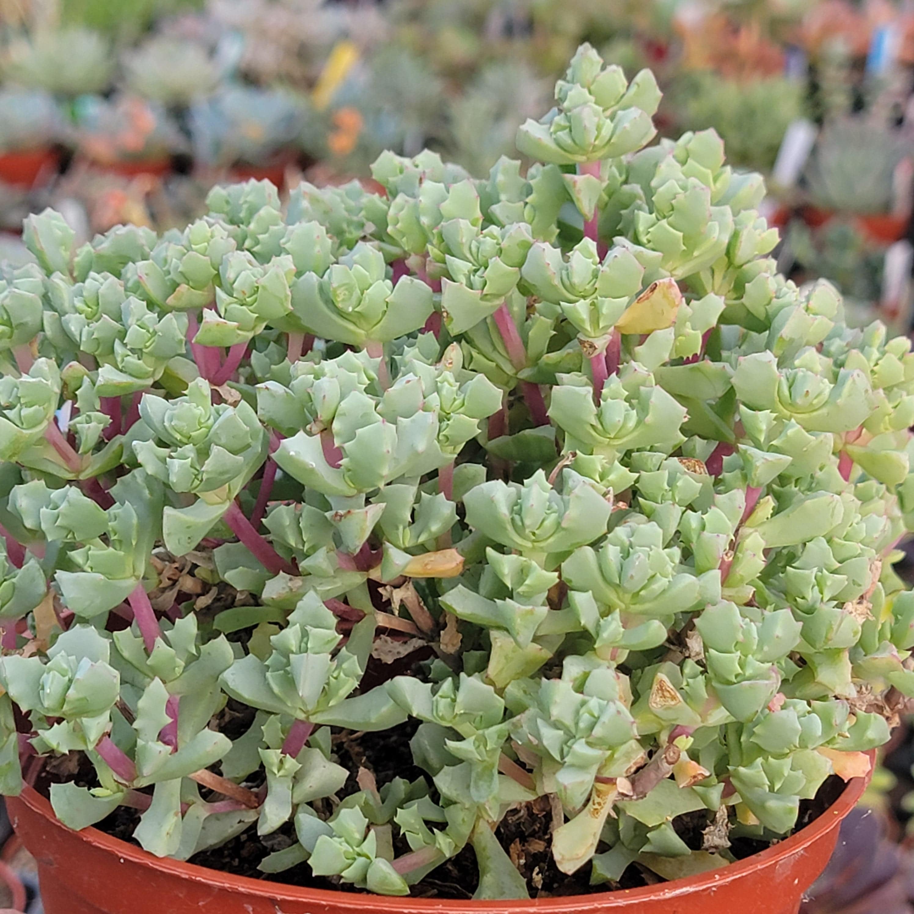 Oscularia deltoides 'Pink Vygie' – DesertScapeSucculent