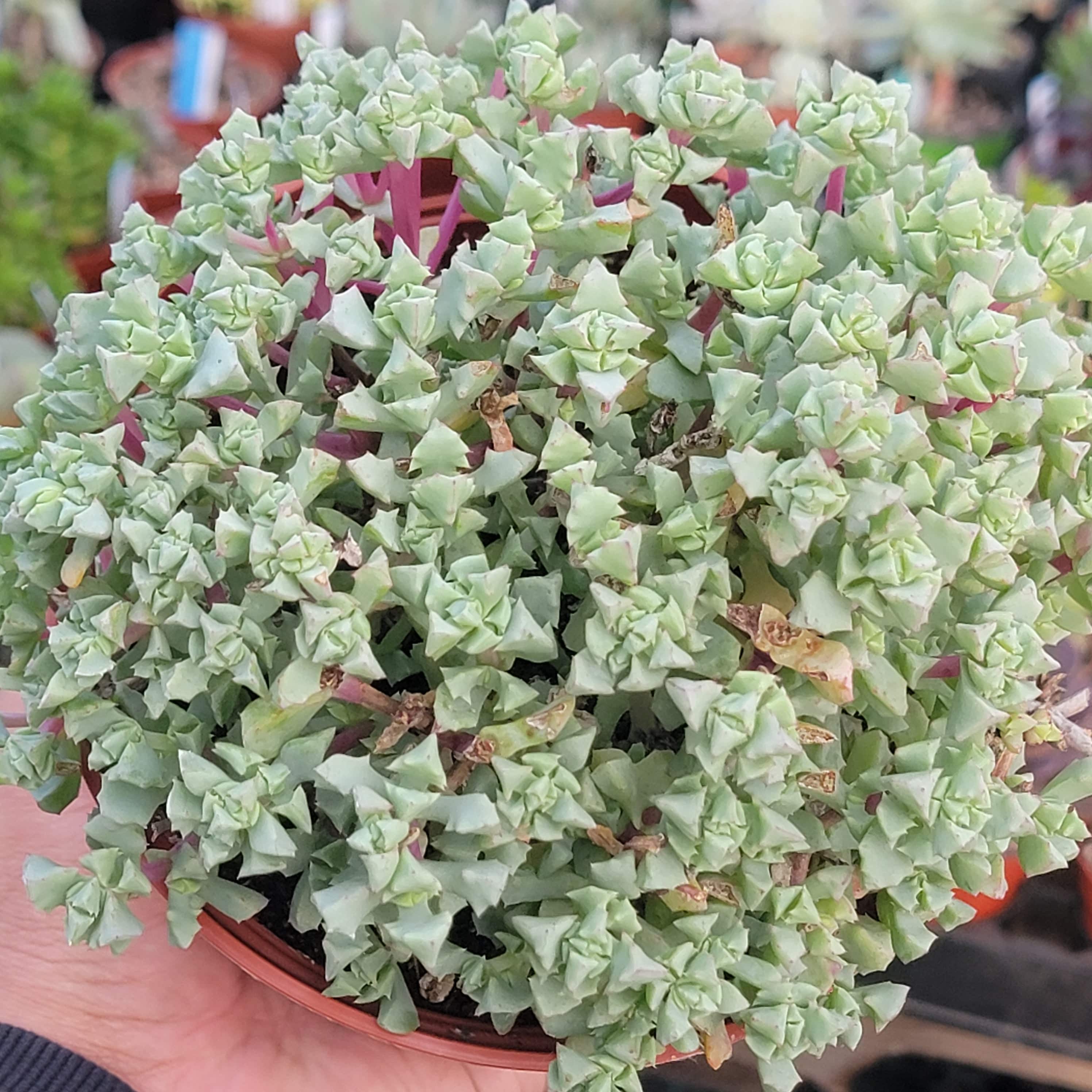 Oscularia deltoides 'Pink Vygie' – DesertScapeSucculent