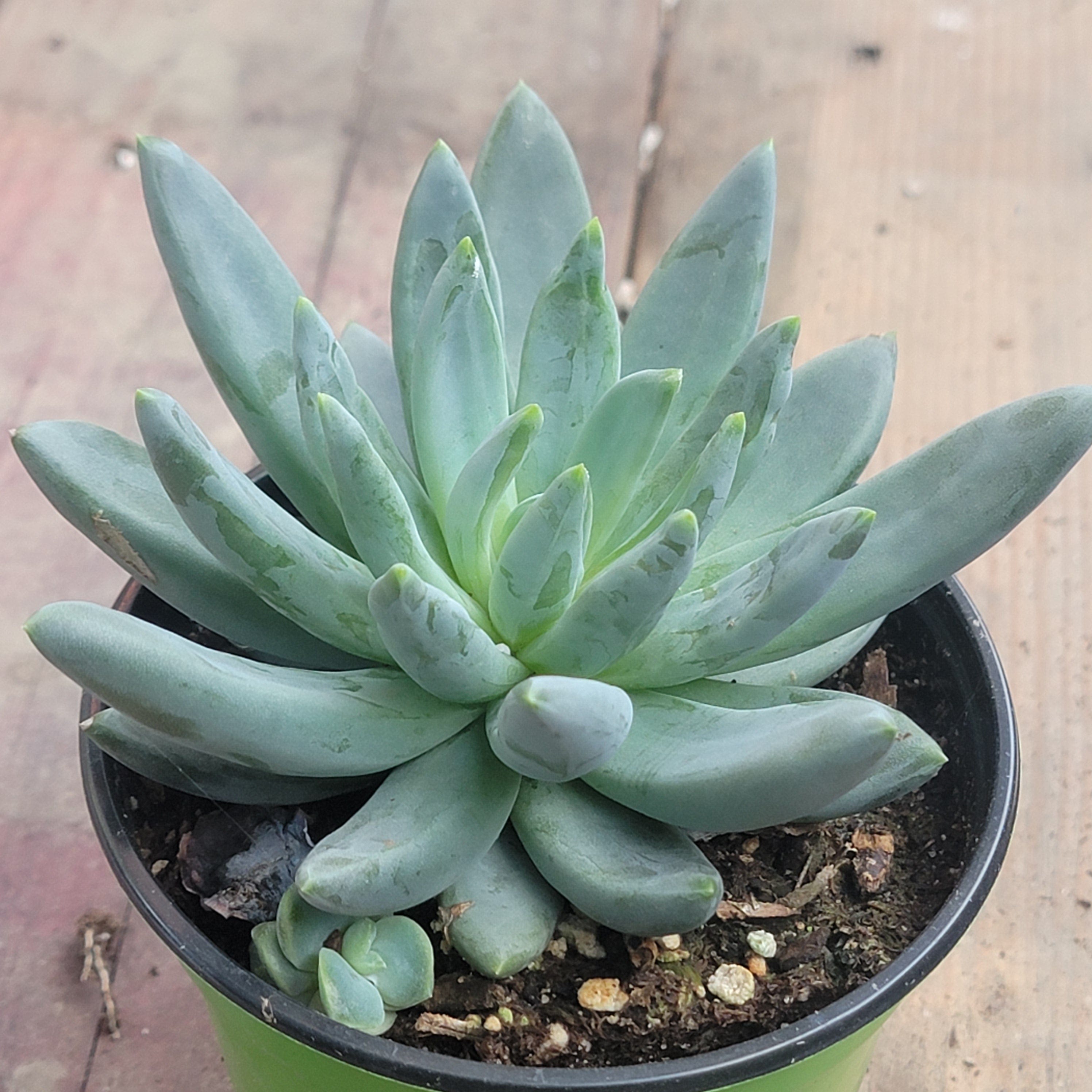 Pachyveria Glauca 'Little Jewel' – DesertScapeSucculent