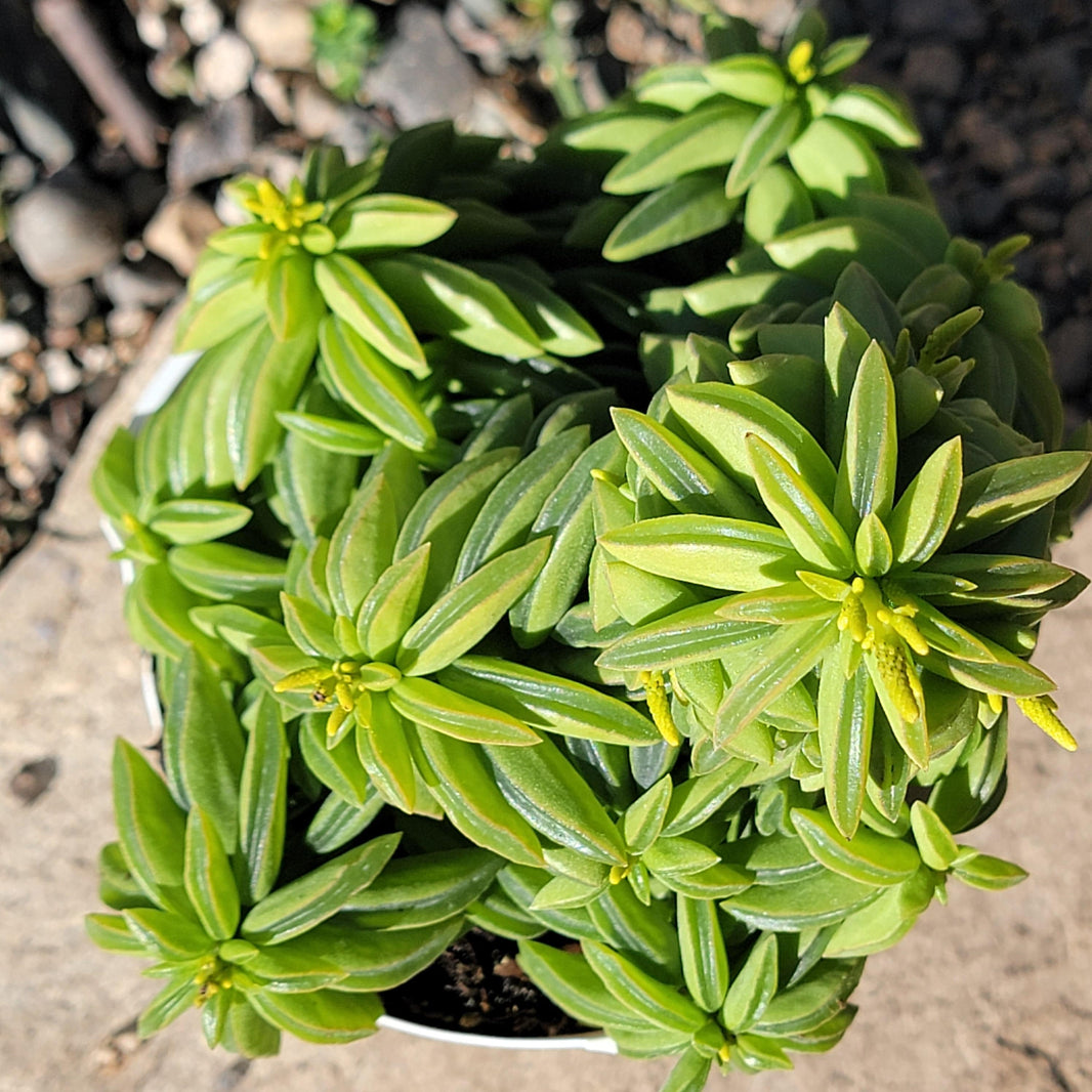 Peperomia – DesertScapeSucculent