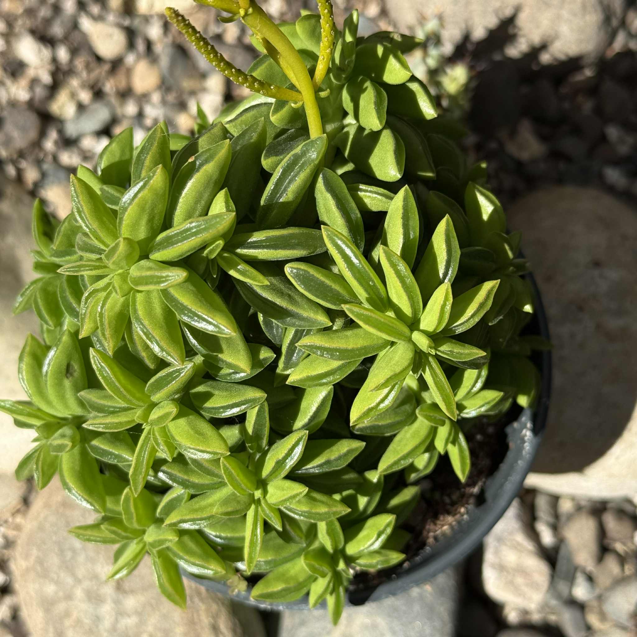 Peperomia axilaris 'Taco Leaf' – DesertScapeSucculent