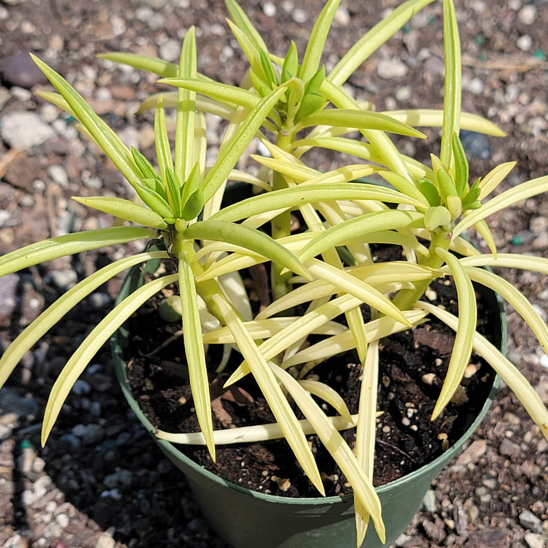 Peperomia ferreyrae 'Happy Bean' – DesertScapeSucculent
