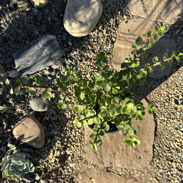 Portulacaria Afra 'Elephant Bush' – DesertScapeSucculent