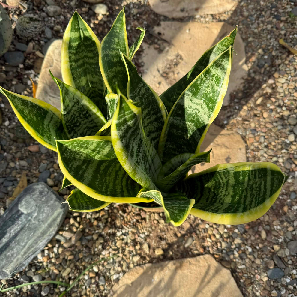 Sansevieria 'Futura Superba' Snake Plant – DesertScapeSucculent