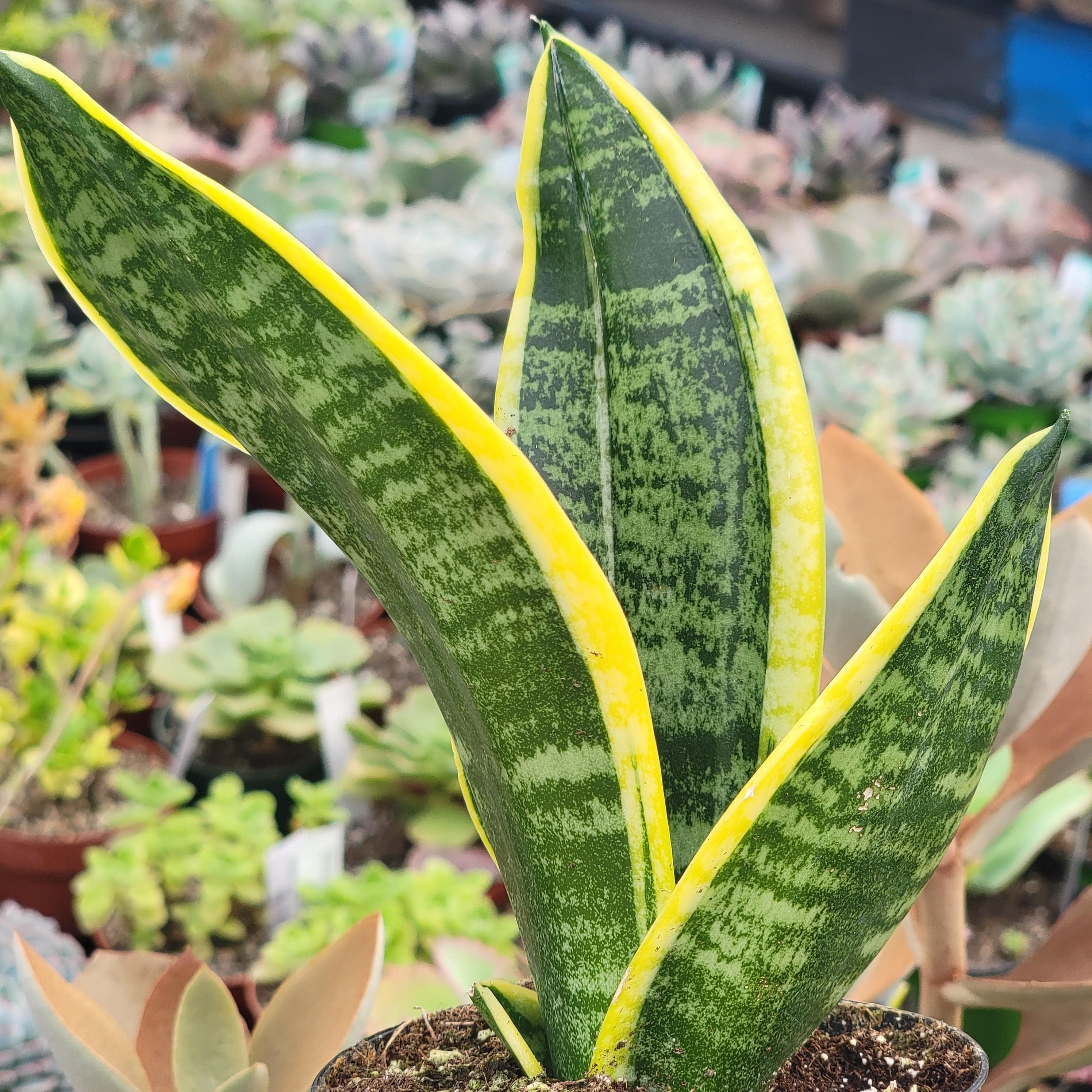Sansevieria 'Futura Superba' Snake Plant – DesertScapeSucculent