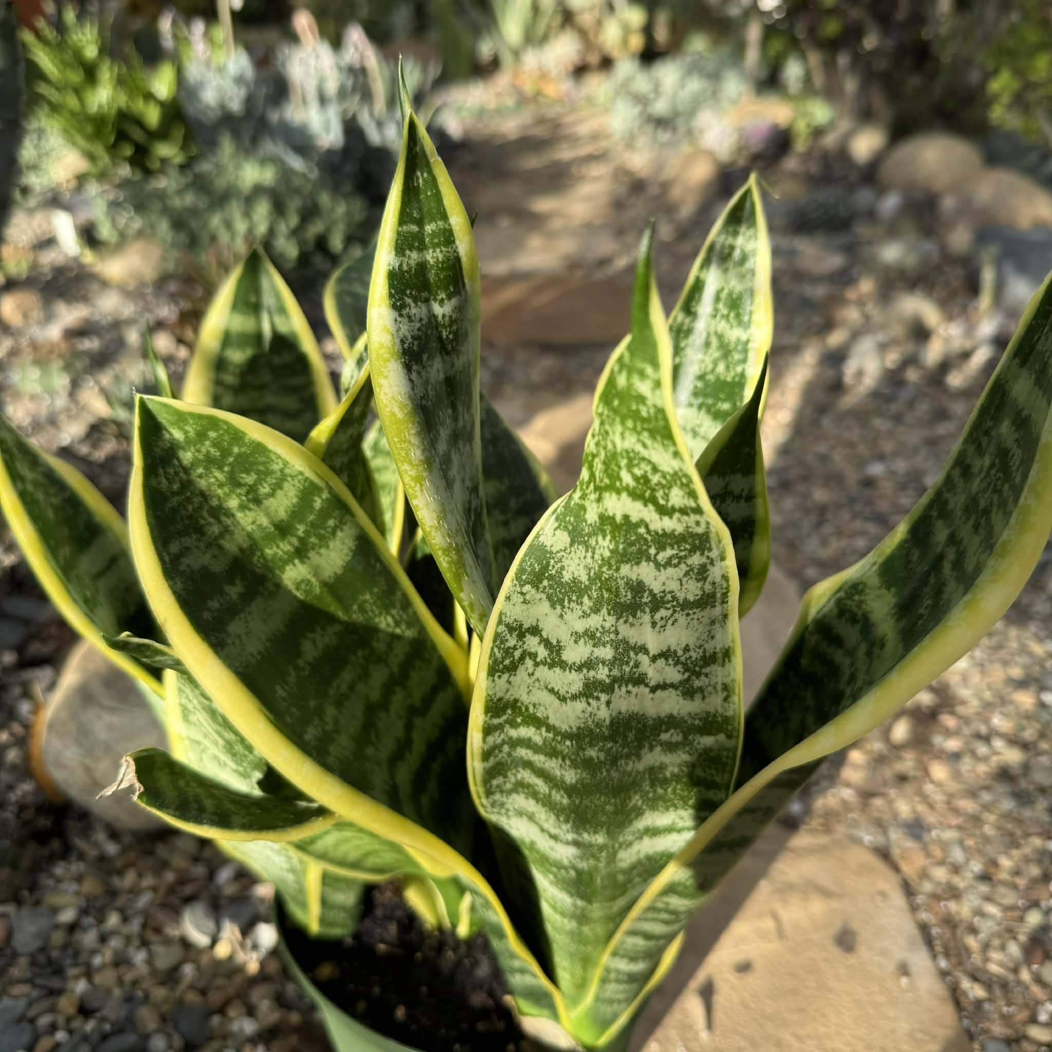 Sansevieria 'Futura Superba' Snake Plant – DesertScapeSucculent