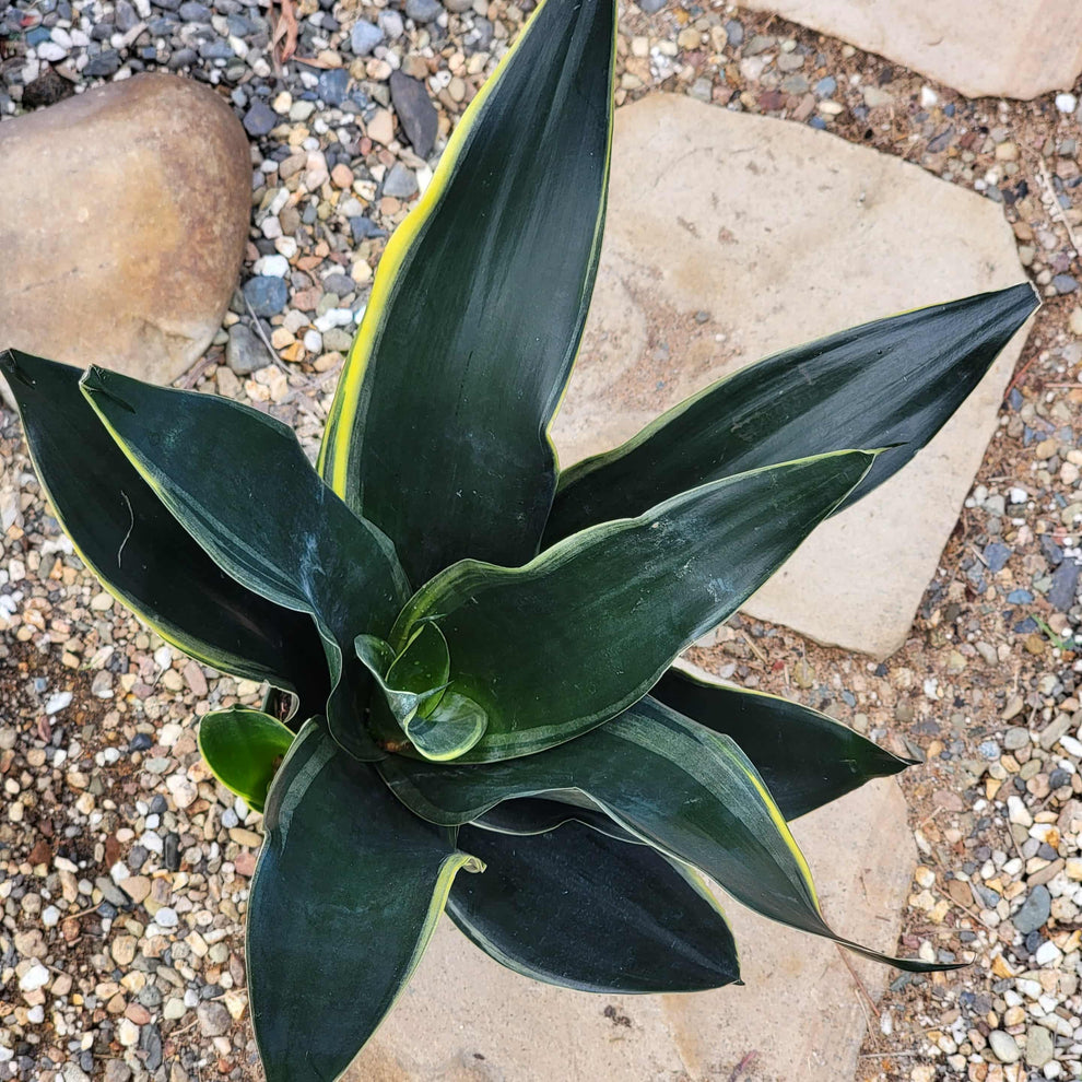 Sansevieria 'Superba Fabi' Snake Plant – DesertScapeSucculent