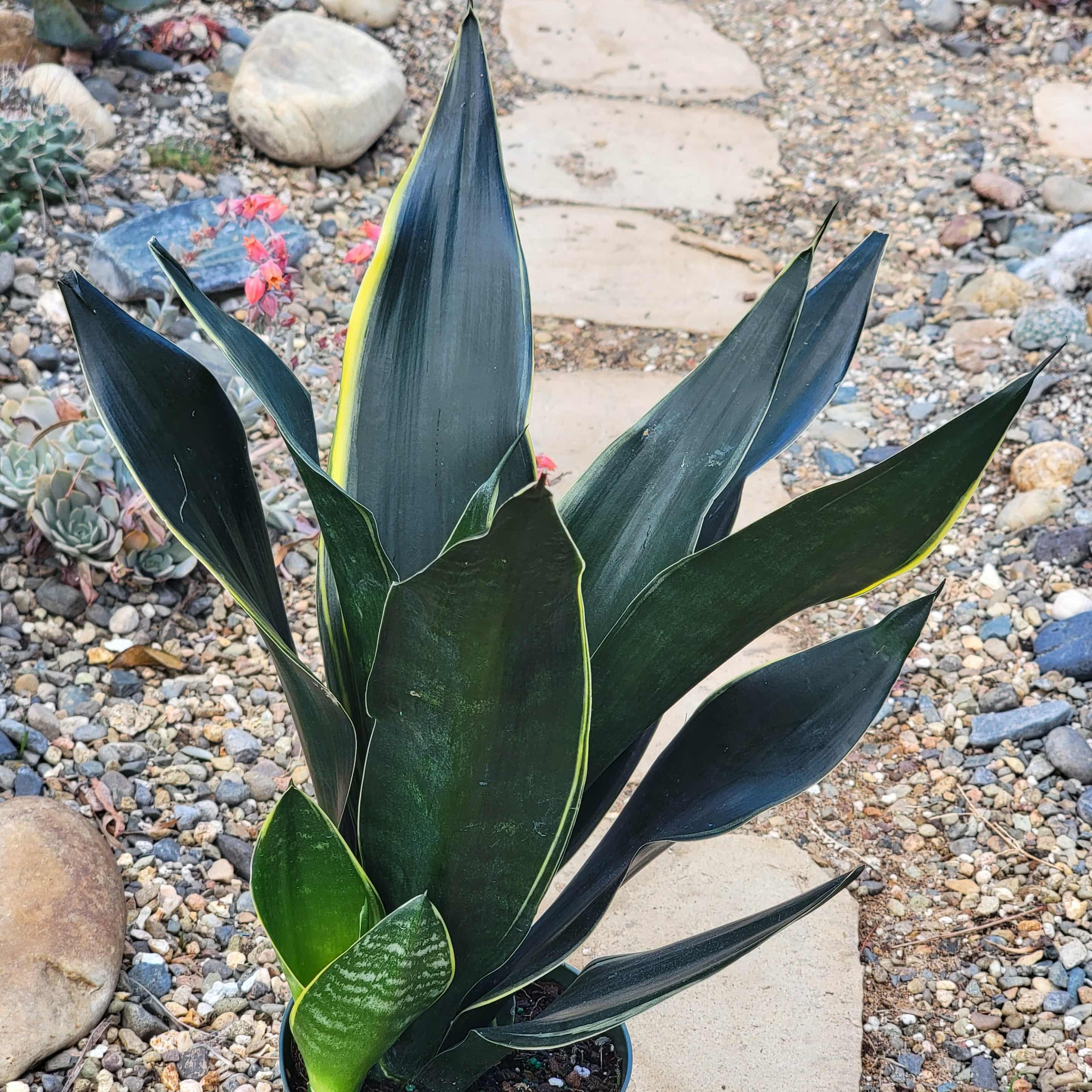 Sansevieria 'Superba Fabi' Snake Plant – DesertScapeSucculent