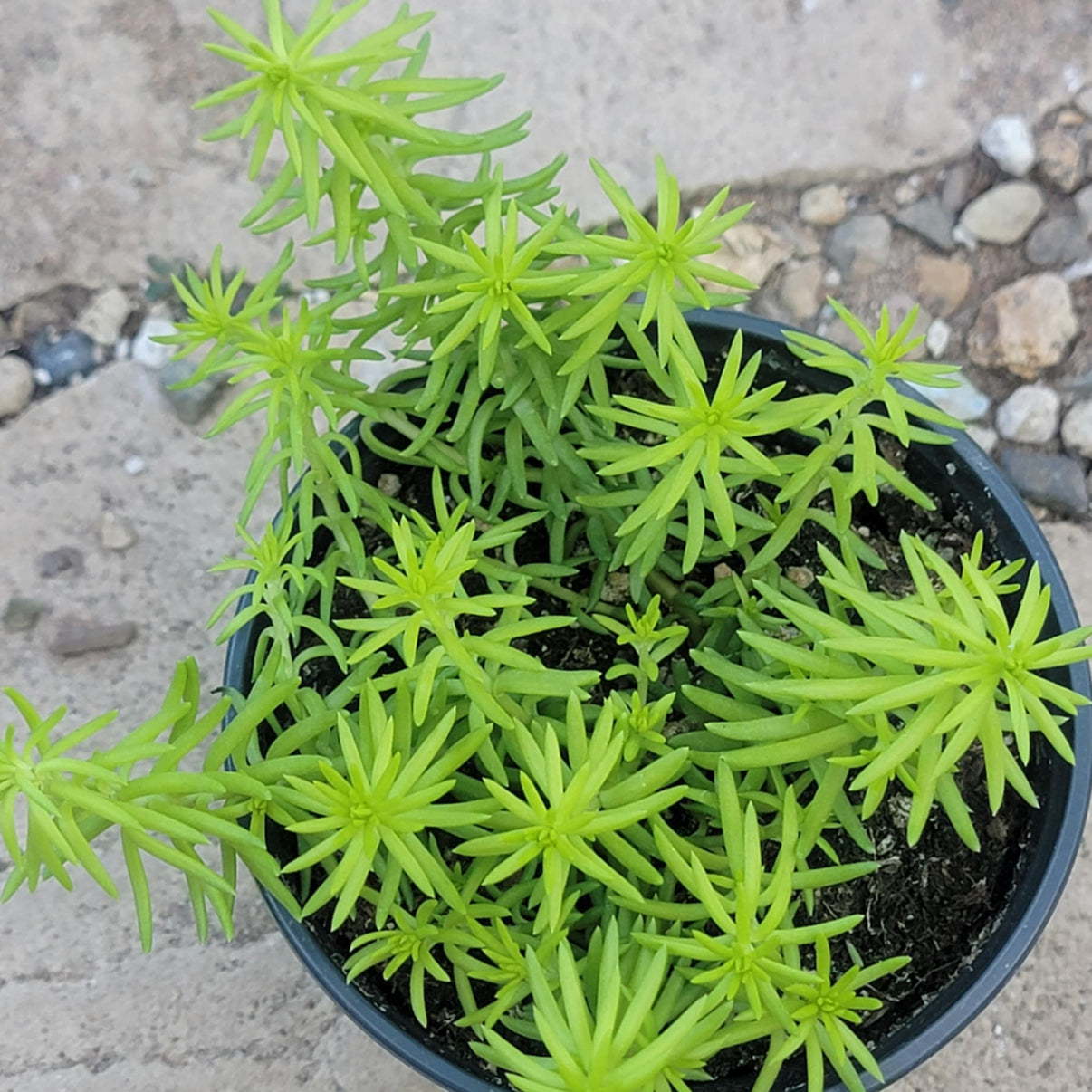 Sedum rupestre Stonecrop 'Lemon Ball' – DesertScapeSucculent