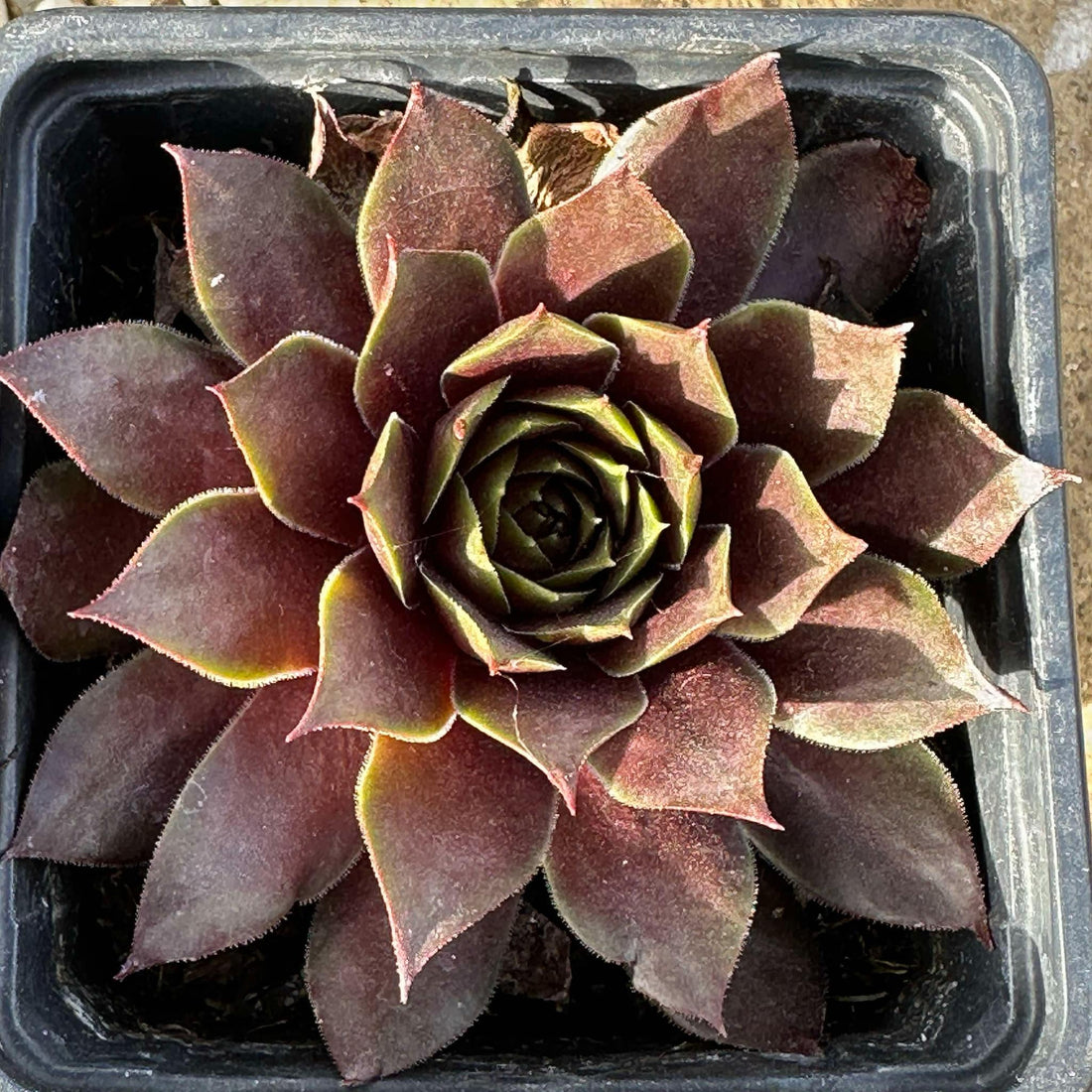 Sempervivum SUPERSEMPS® 'Ruby' – DesertScapeSucculent
