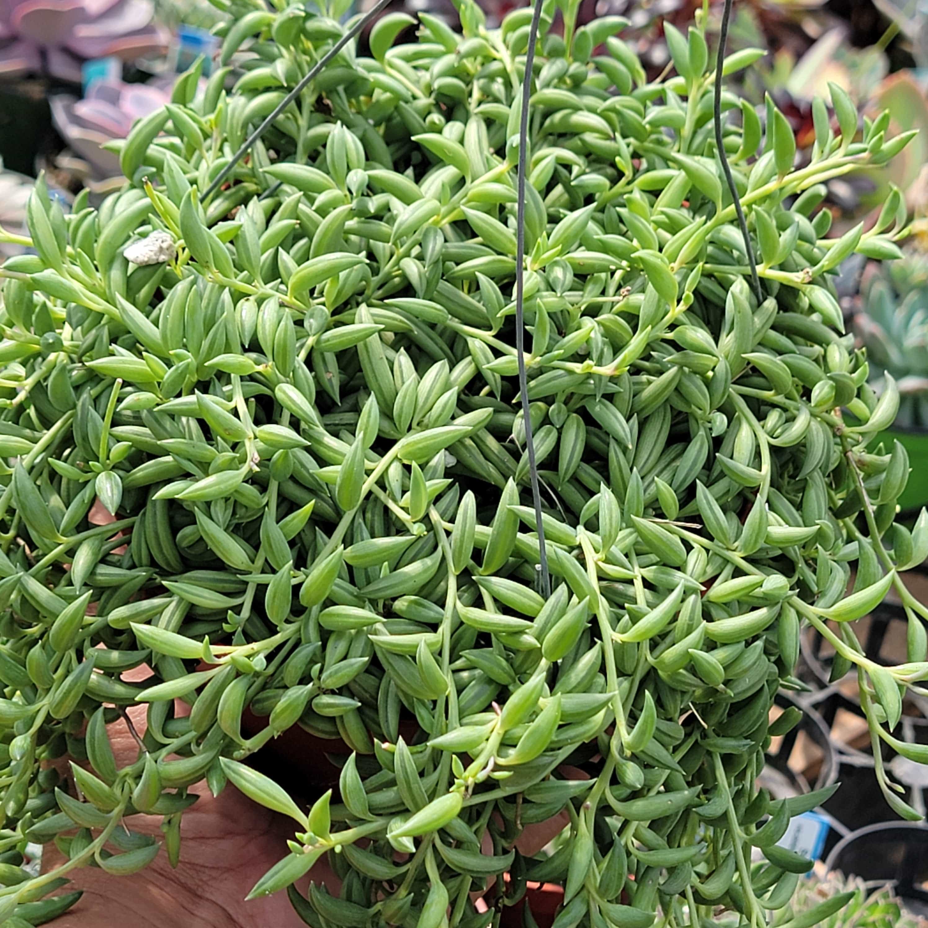 Senecio radicans 'String of Bananas' – DesertScapeSucculent