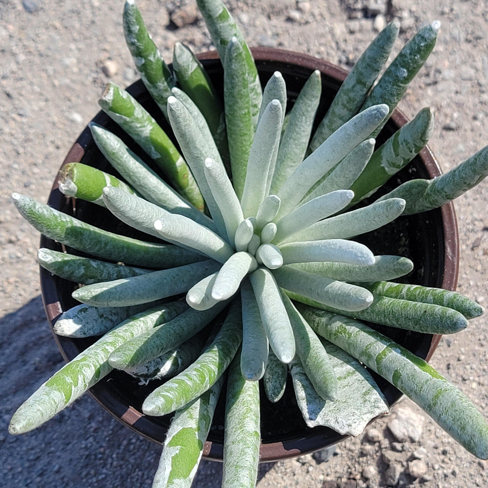 Senecio scaposus – DesertScapeSucculent