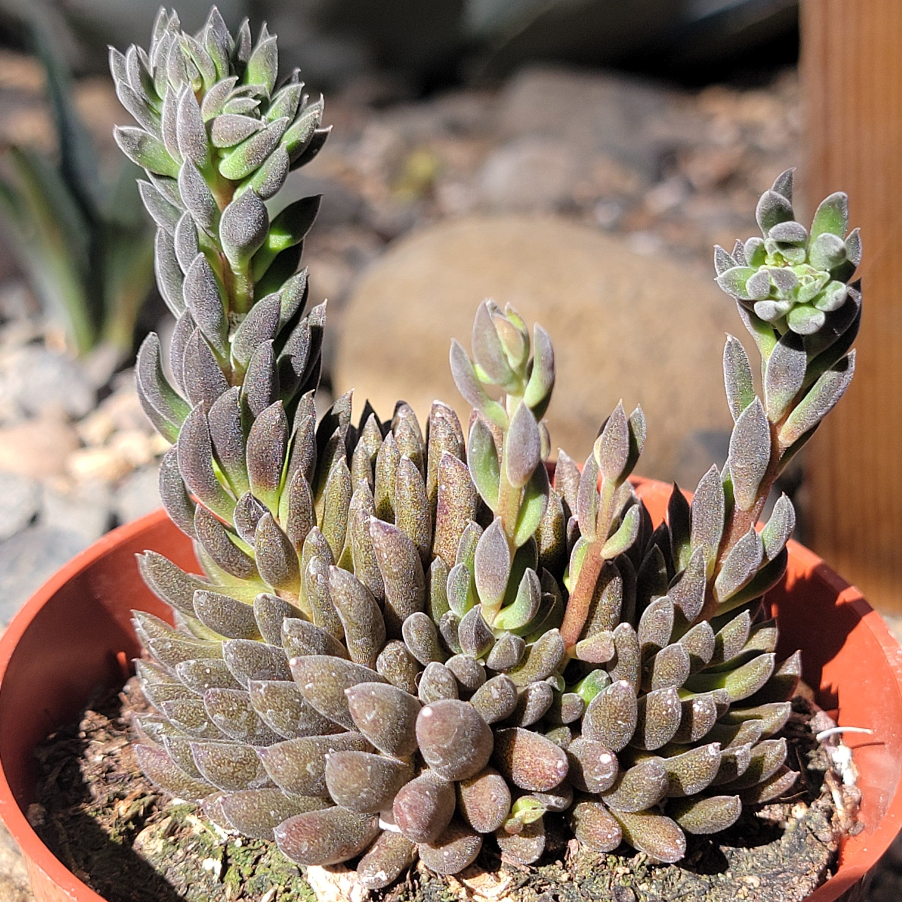 Sinocrassula yunnanensis 'Chinese Jade" – DesertScapeSucculent