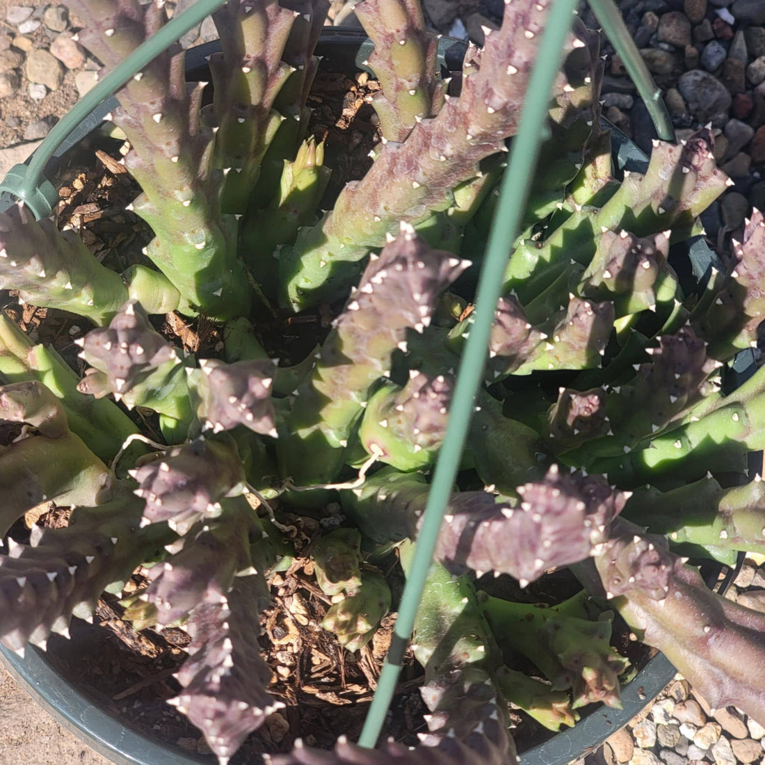Stapelia orbea variegata – DesertScapeSucculent