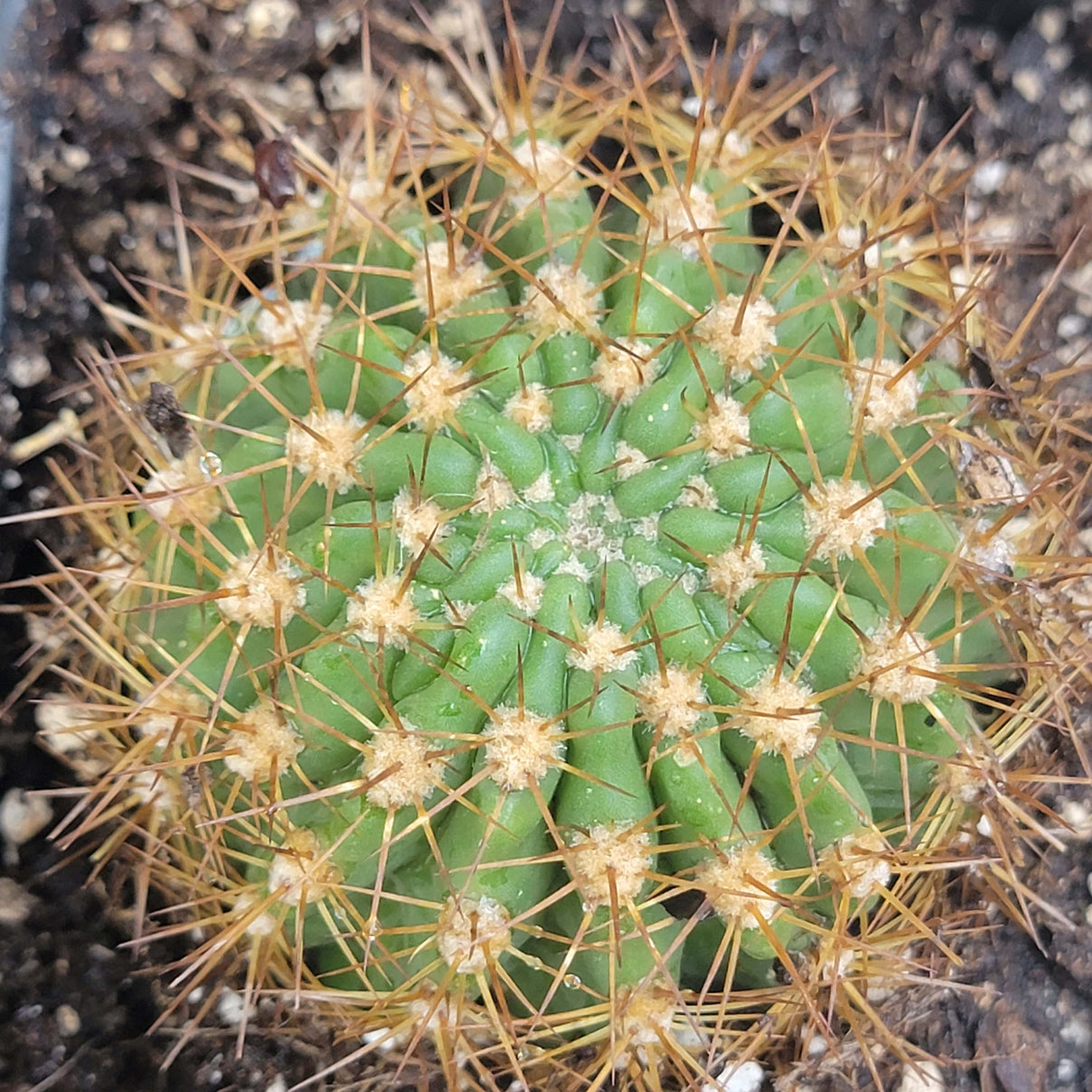 Trichocereus grandiflorus Hybrid 'Torch Cactus' – DesertScapeSucculent