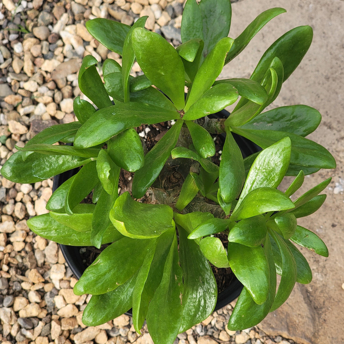 Tylecodon paniculatus 'Butter Bush' – DesertScapeSucculent